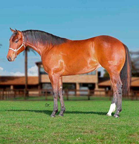 Pentacampeão Mundial em Laço, Dual Patron terá duas potras à venda no ...