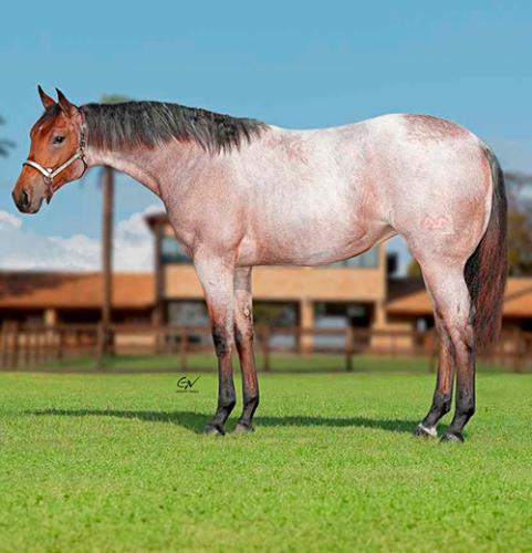 Pentacampeão Mundial em Laço, Dual Patron terá duas potras à venda no ...