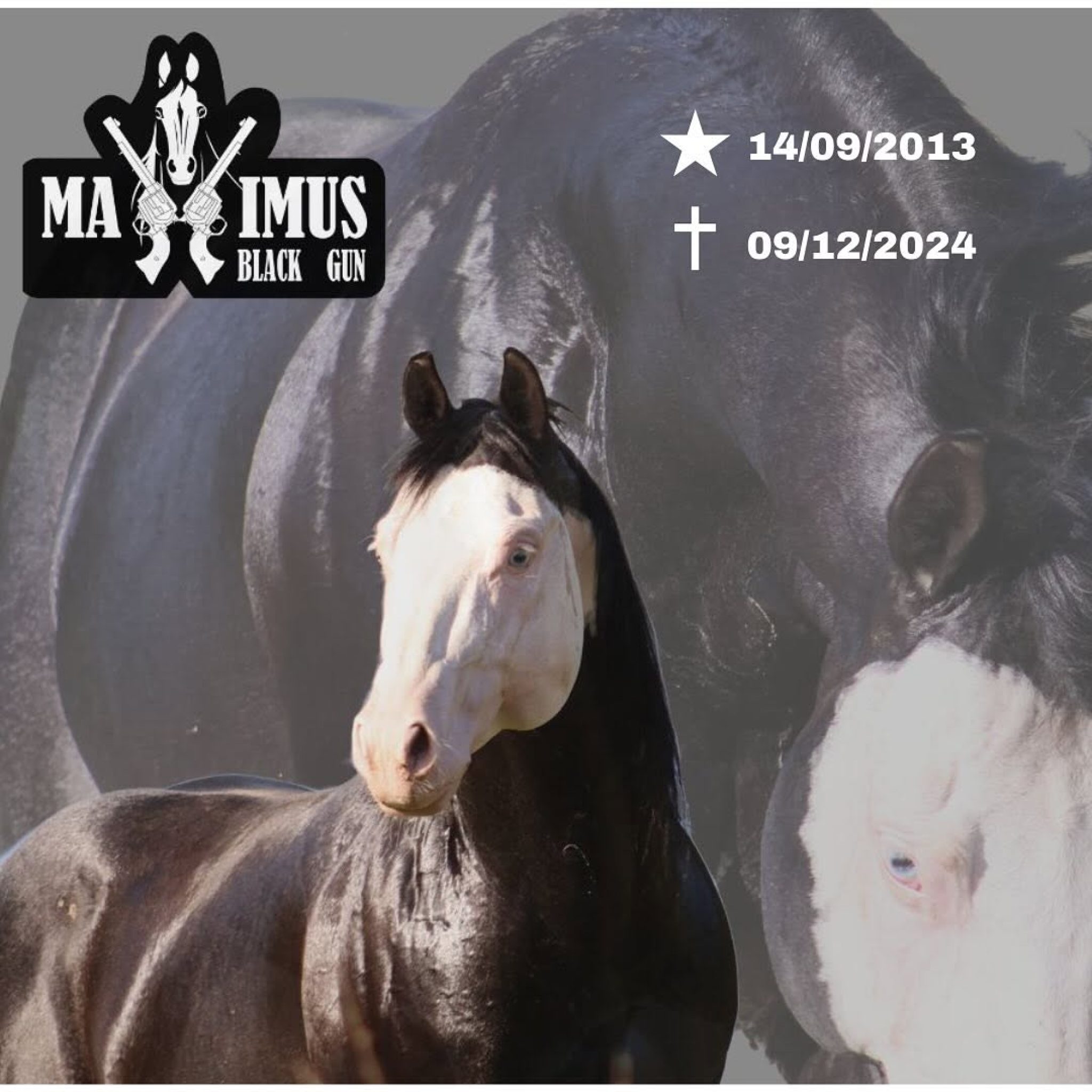 Maximus Black Gun deixará um legado entre os principais nomes do Quarto ...