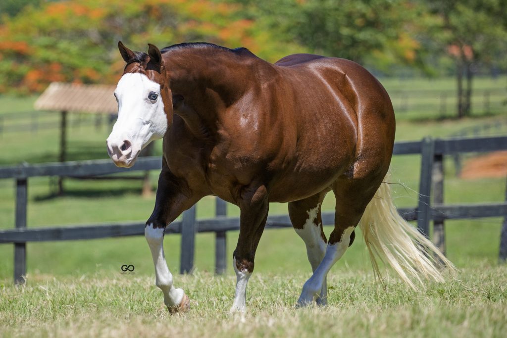 Ana Dantas Ranch anuncia projeto inovador para investidores do cavalo ...