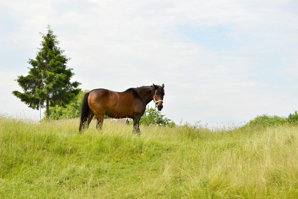 Cavalo saudável: o papel das forragens, fonte de nutrientes