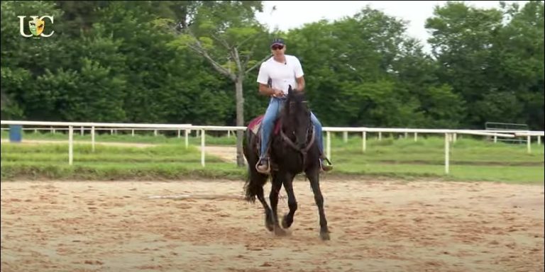 Os 8 sons dos cavalos - Cavalus